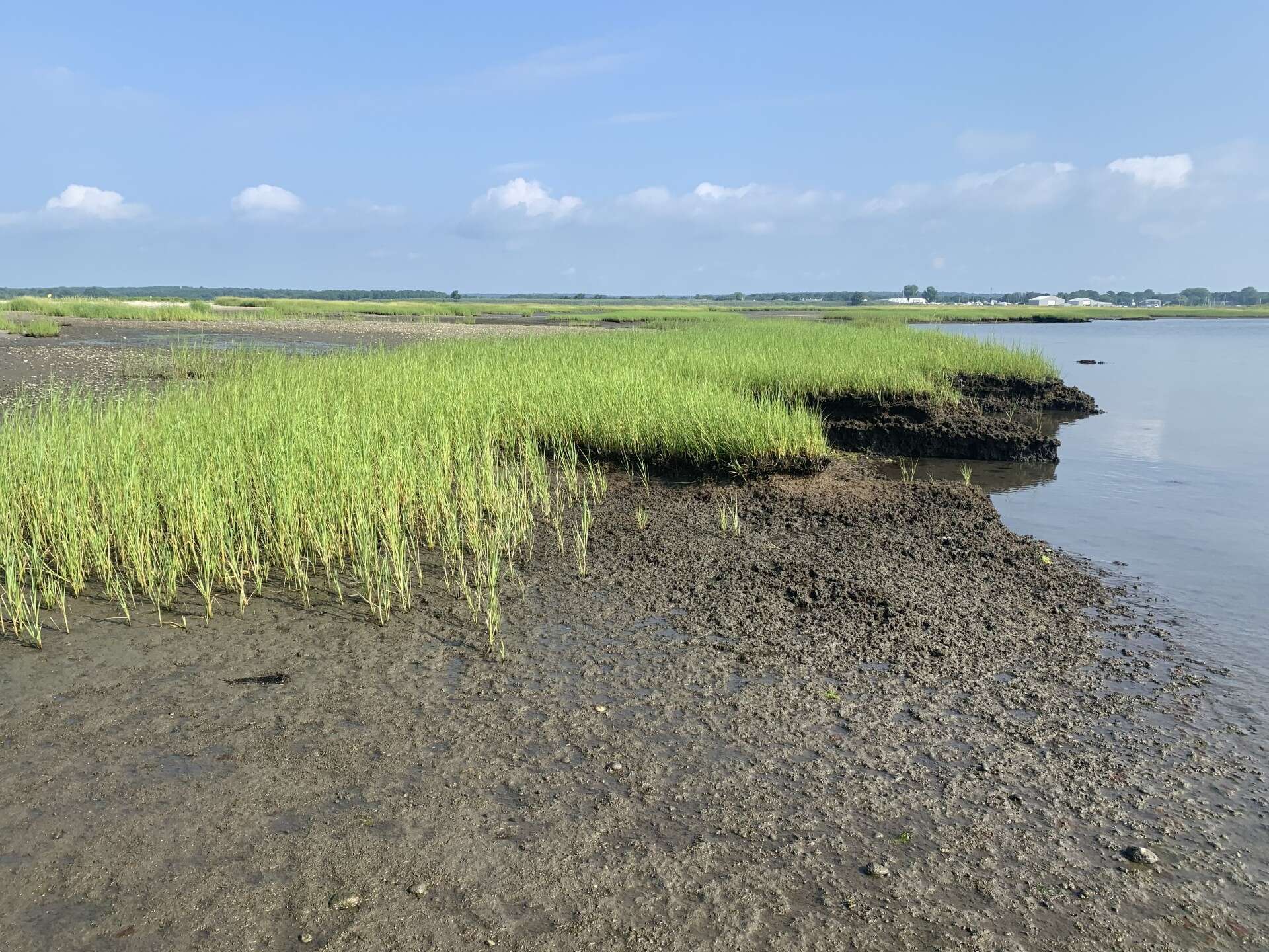 Project aims to protect CT's Hammonasset marshes from rising seas