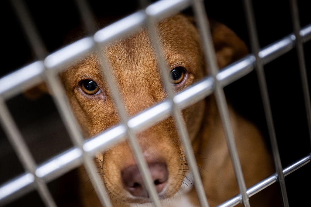 Texas, woman charged after 42 dogs rescued, 6 found dead