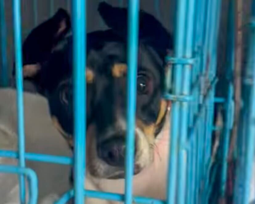 PAL Freedom Ride helps Laredo dogs reach homes in U.S. and Canada