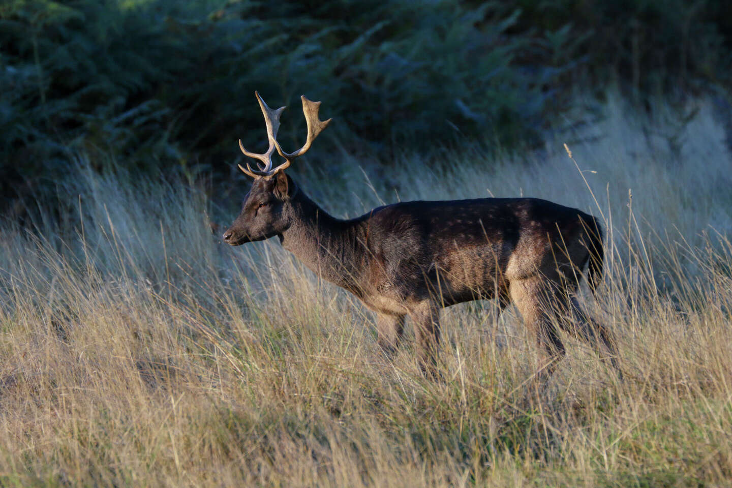 Black deer with rare gene spotted in Texas Hill Country