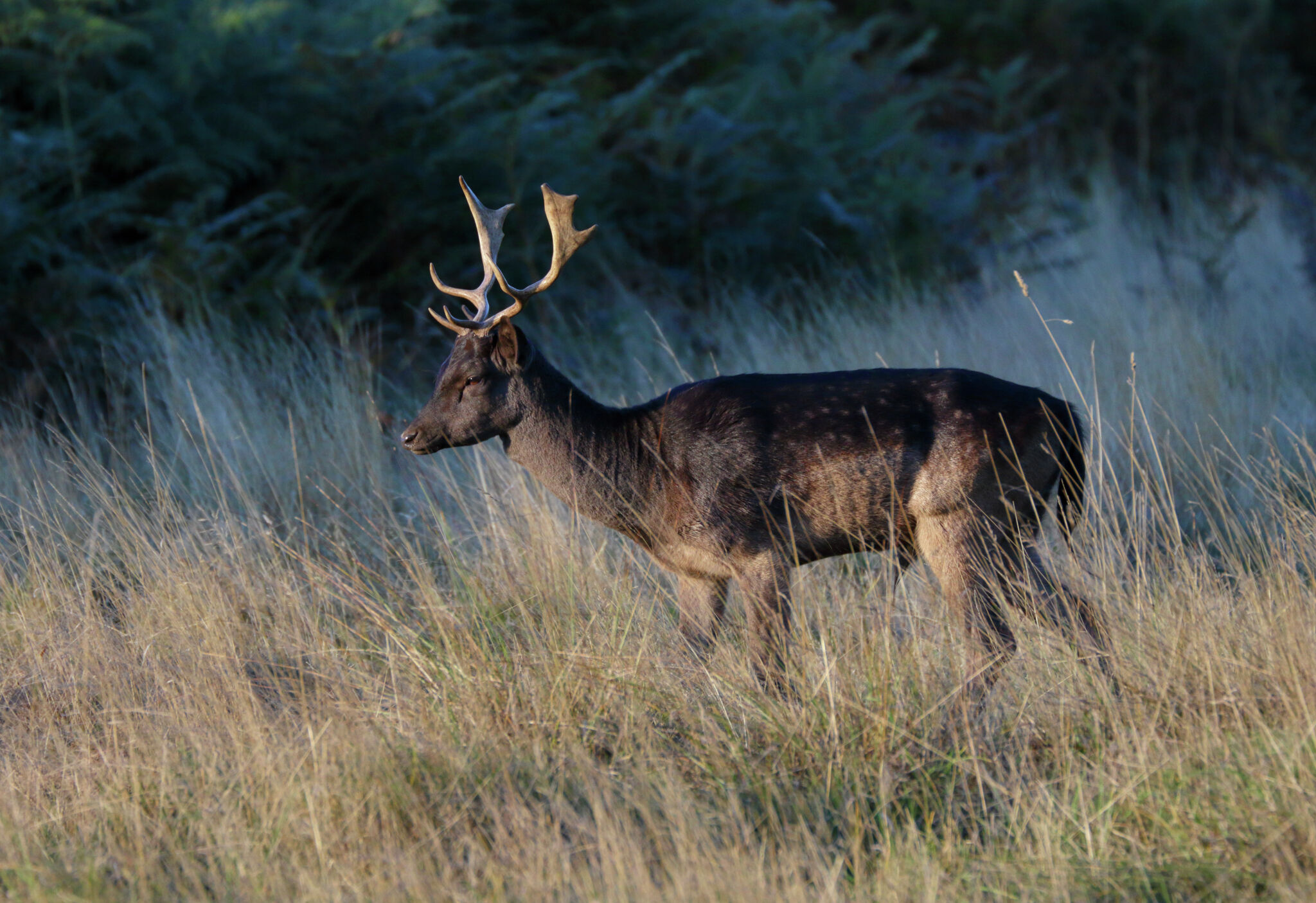 Black deer with rare gene spotted in Texas Hill Country