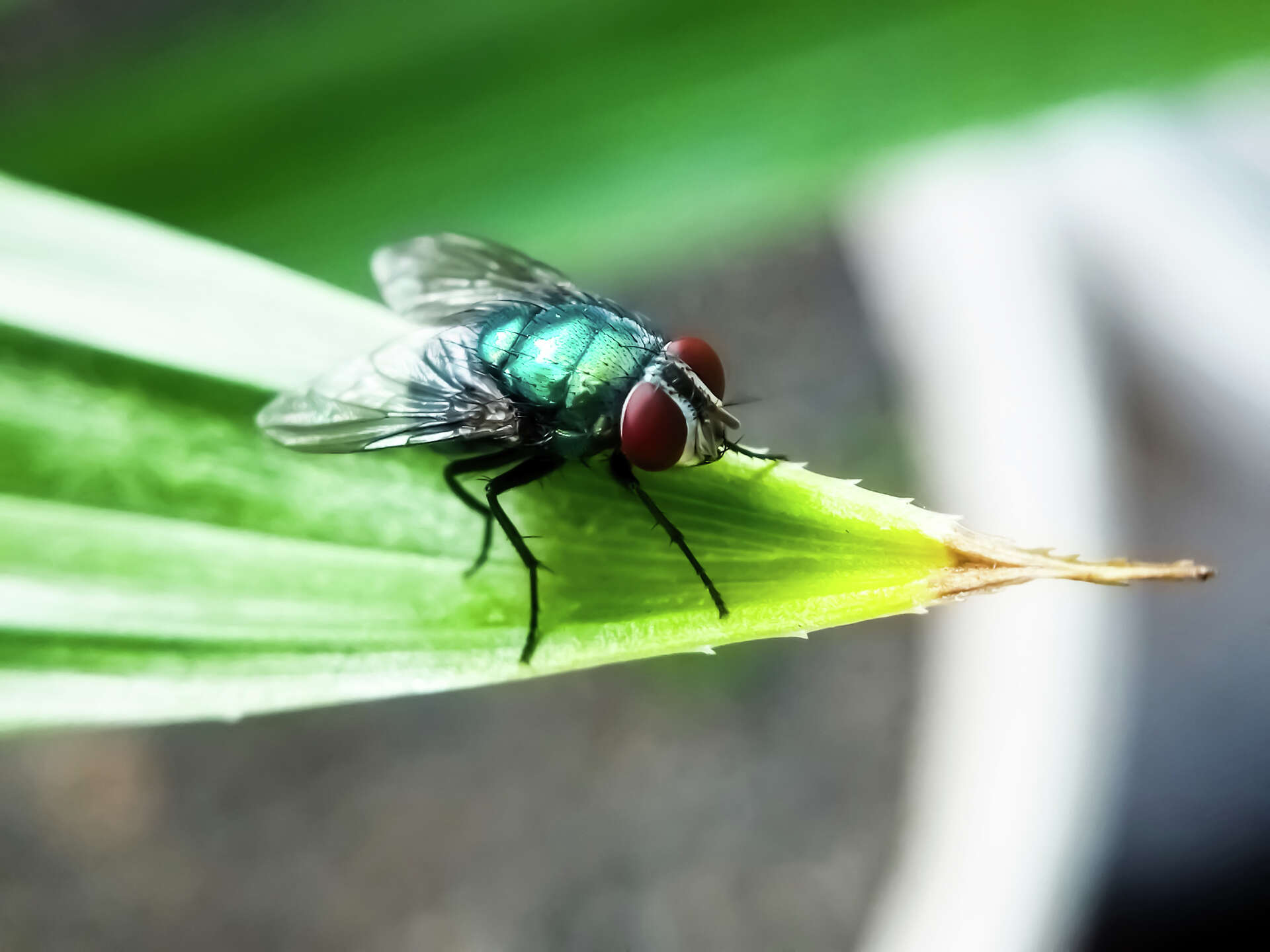 Here's what to know about New World screwworm