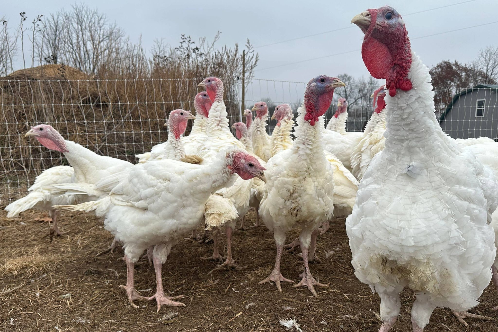 Stores keep prices down in a tough year for turkeys. Other Thanksgiving ...