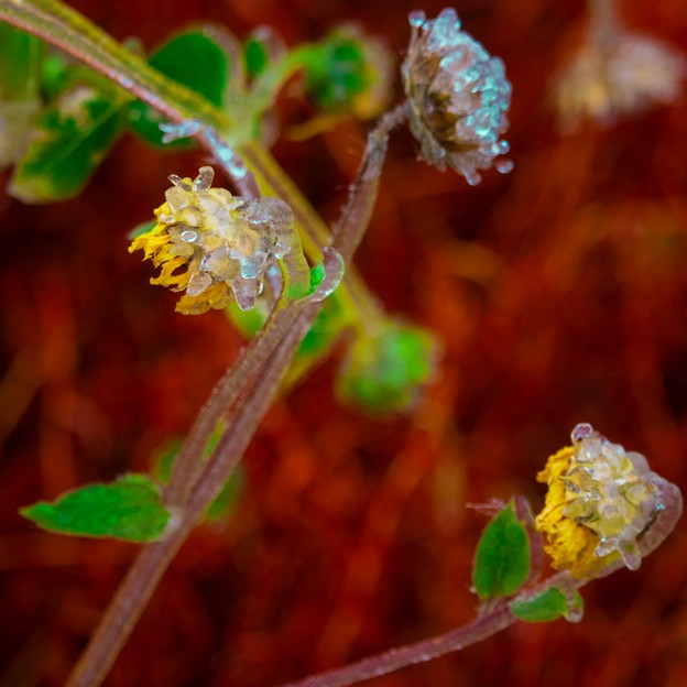 Northwestern to pay $75 million in deal with Trump administration to ...