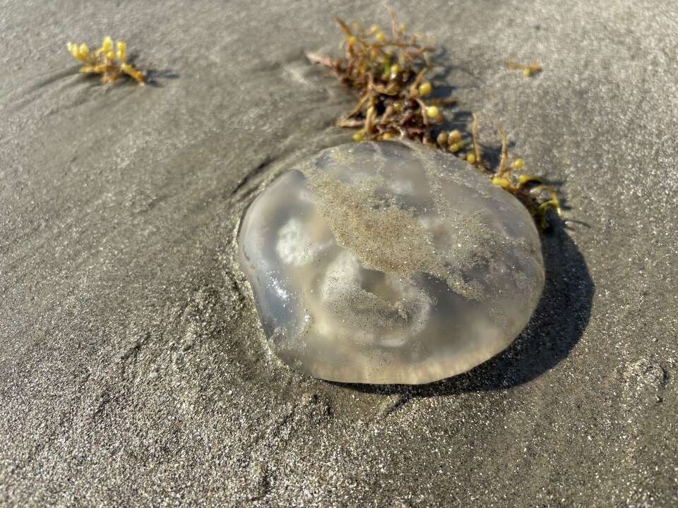 Pesky Gulf Coast beach creatures return for Thanksgiving