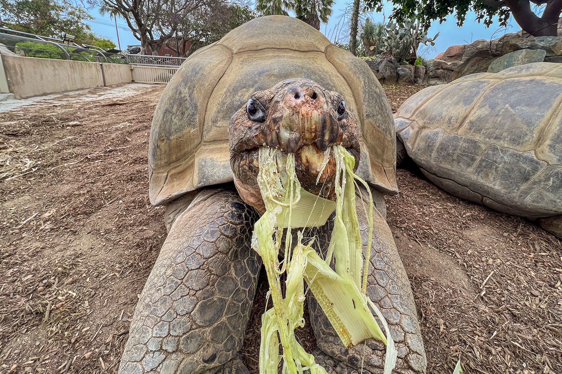 Gramma the Galapagos tortoise, oldest resident of San Diego Zoo, dies ...