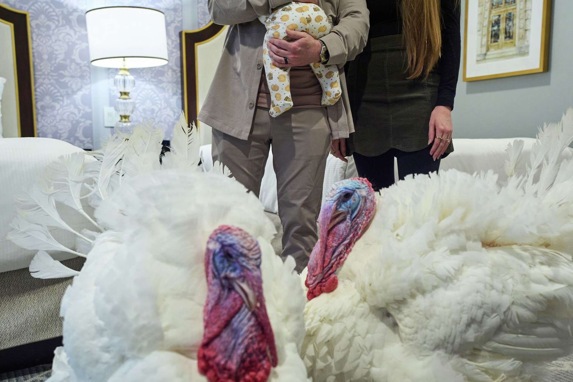 Turkey pardons offer holiday ritual during precarious moment for Trump