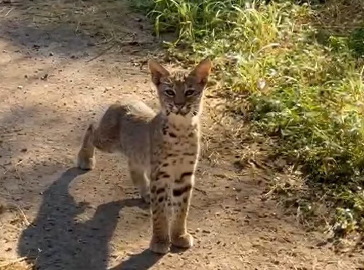 Bobcat kitten charms Texas ranger with its adorable curiosity