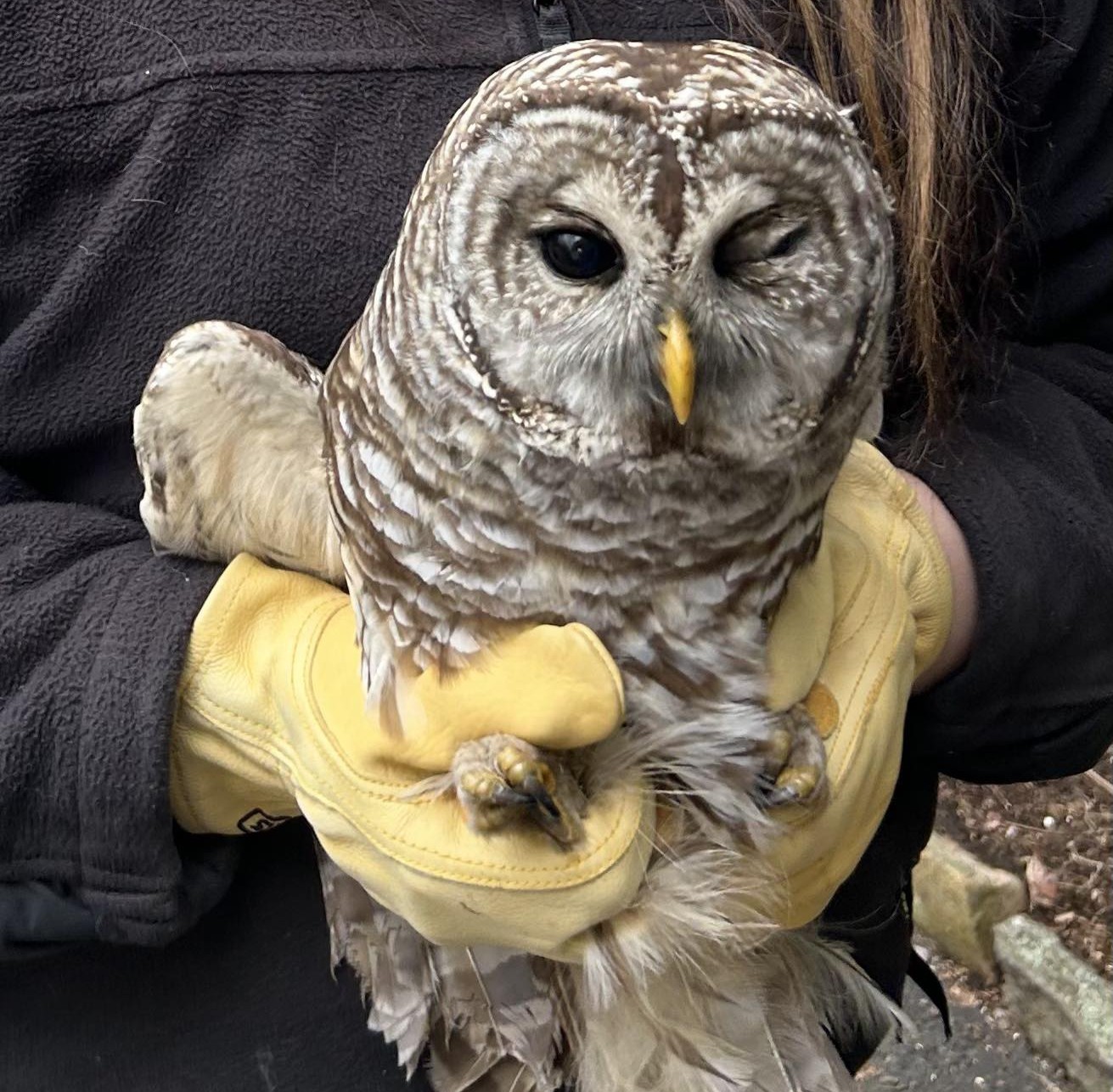Monroe animal control rescues owl hit by car, takes to rehab facility