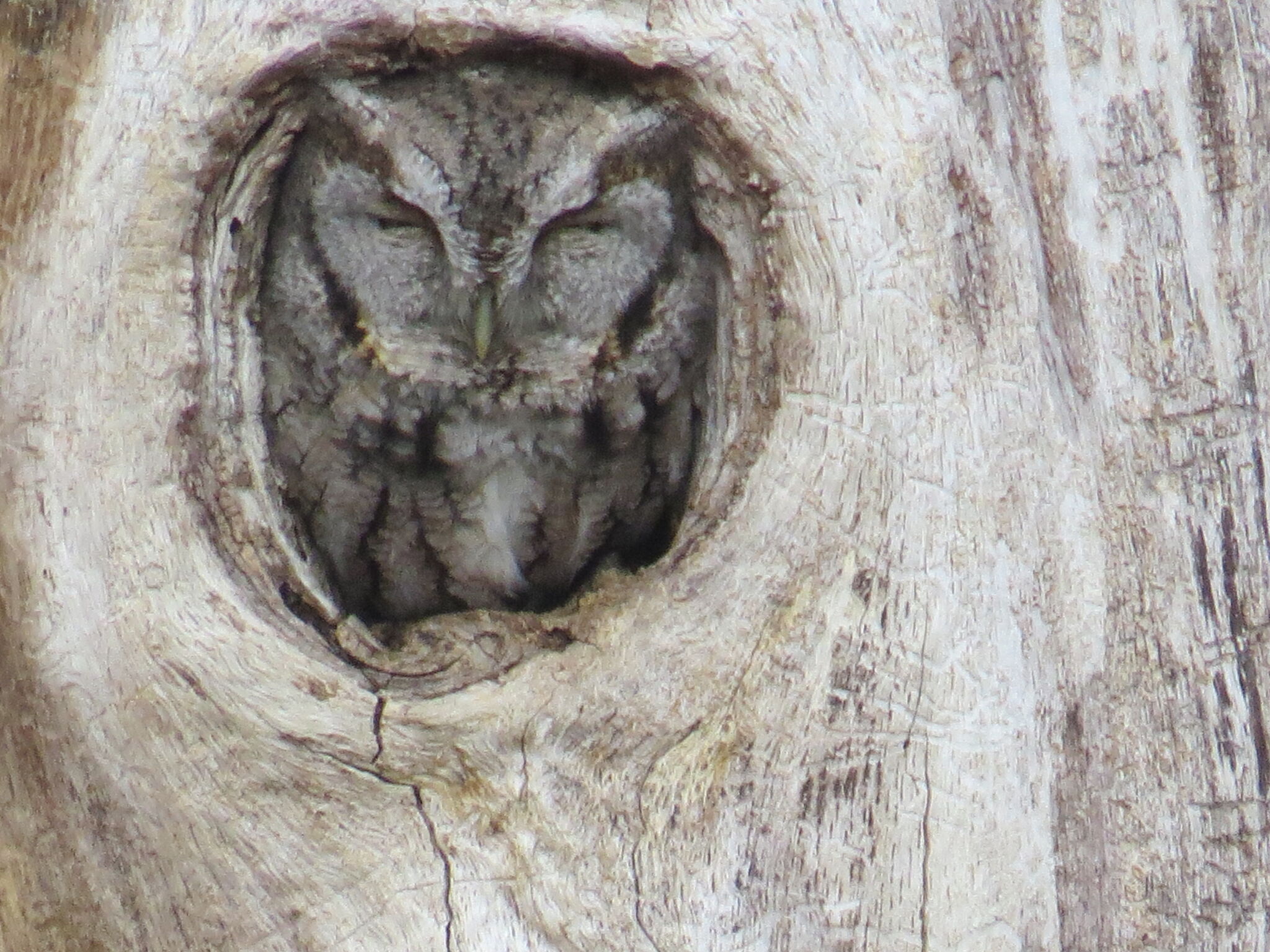 SAIC: Fiscal Q3 Earnings Snapshot