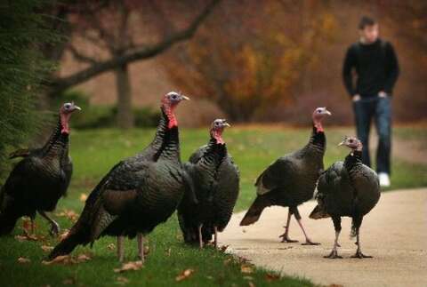 Connecticut turkey hunting season has begun. Here's what to know