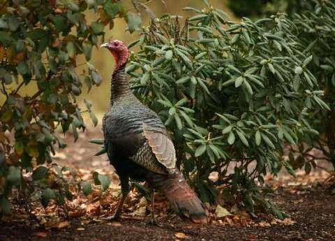 Connecticut turkey hunting season has begun. Here's what to know