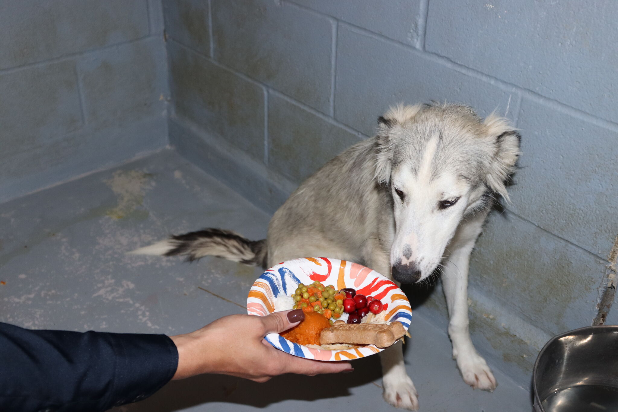 Hebbronville Lady Longhorns develop into 3A volleyball powerhouse