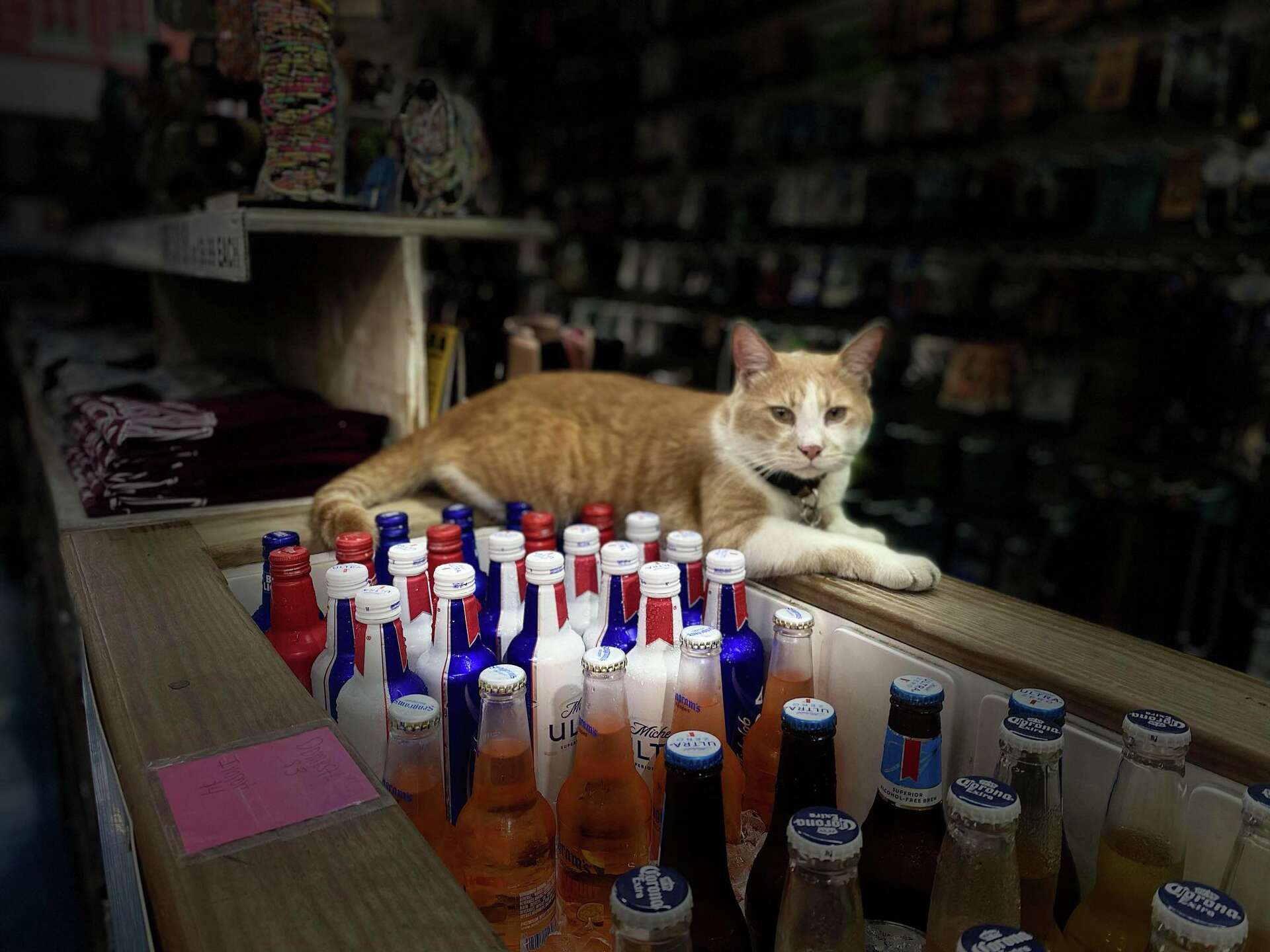Beloved street cat Joe Pico El Gato finds a home on Galveston’s Strand