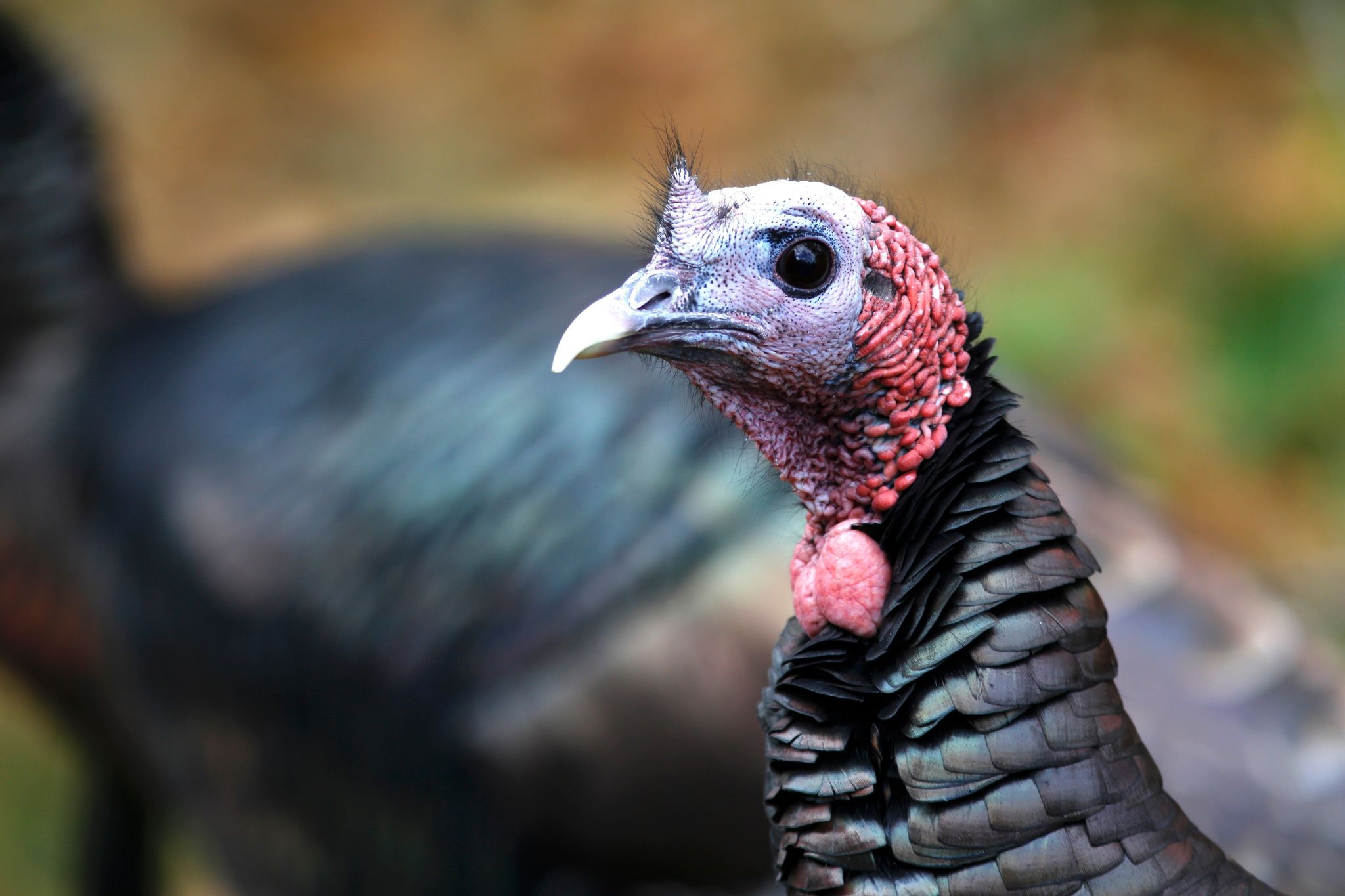 How trading wild turkeys for other animals became a conservation ...