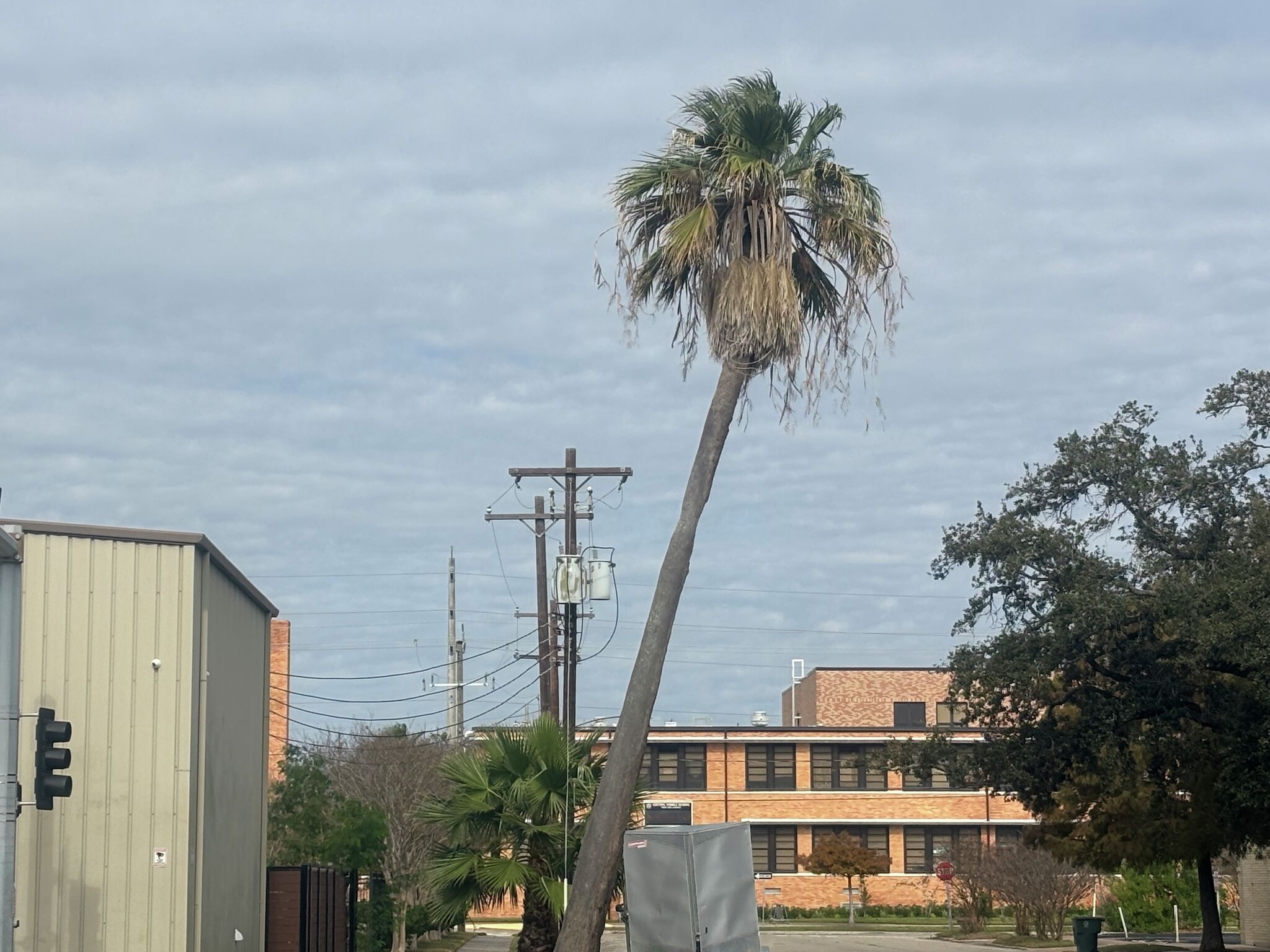 Texas Gulf Coast city's palm trees battle insect-borne disease
