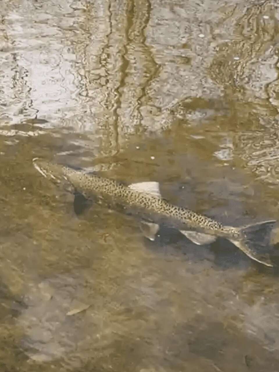 Salmon seen in upper Bay Area creek for the first time in decades