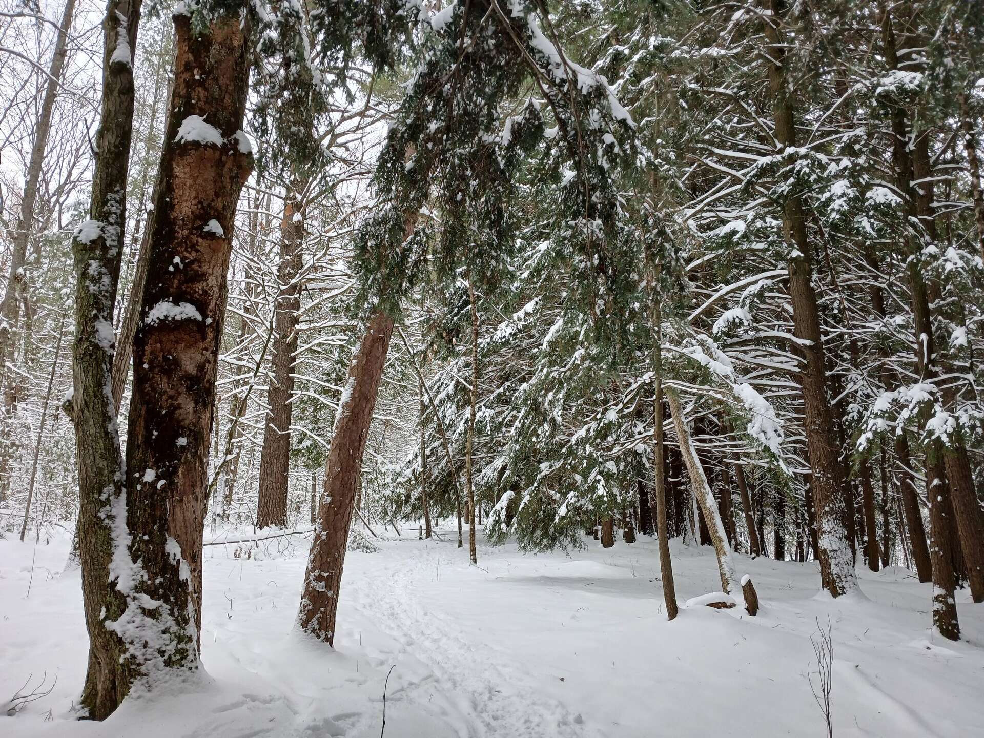 Wellston's Arboretum Trail covered in fresh snowfall during storm