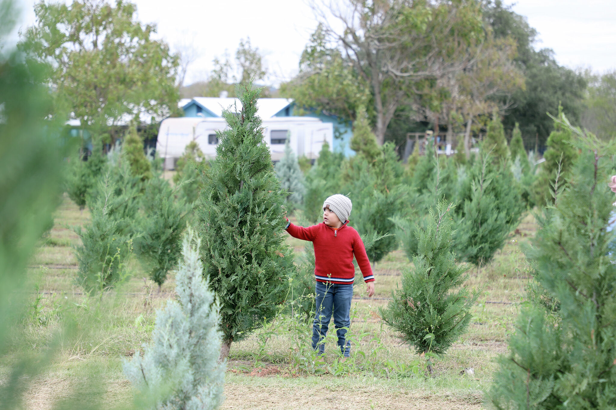 Real Christmas trees see Texas resurgence ahead of holidays