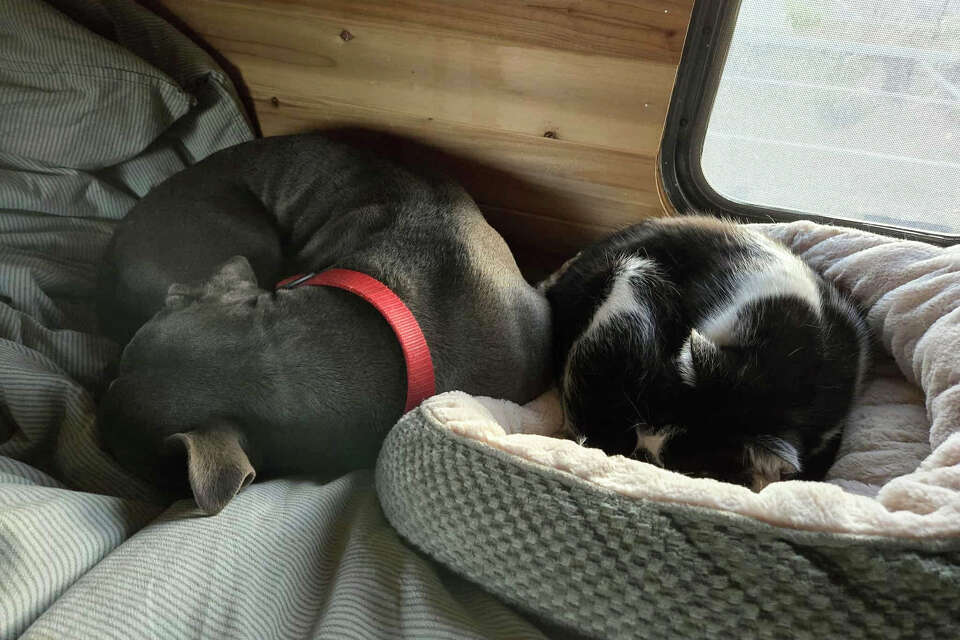 A woman found her cat in the ashes of the Dragon Bravo Fire
