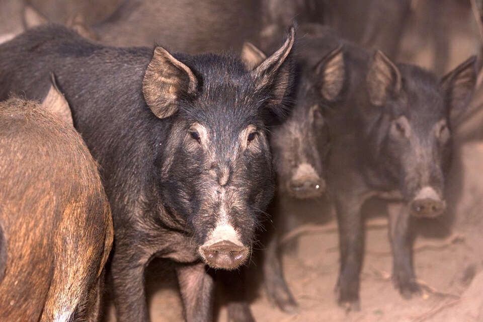 Wild hogs spotted across Eagle Pass; police urge caution