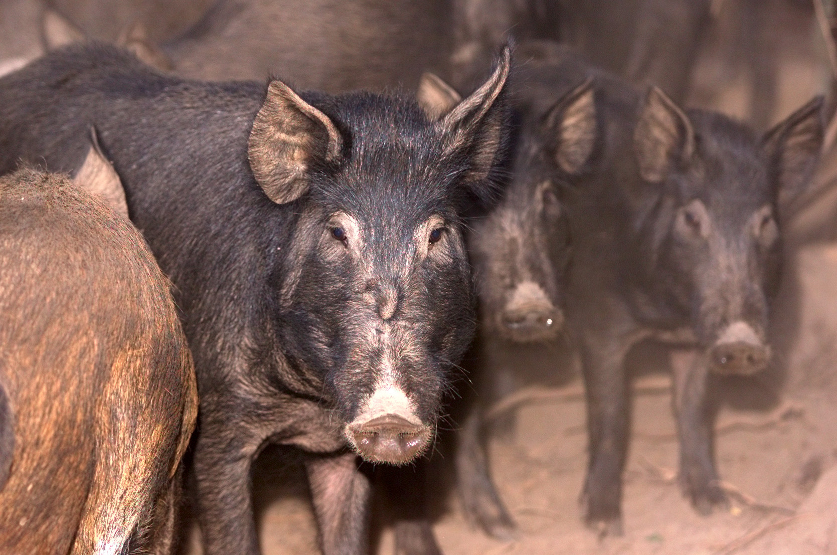 Wild hogs spotted across Eagle Pass; police urge caution