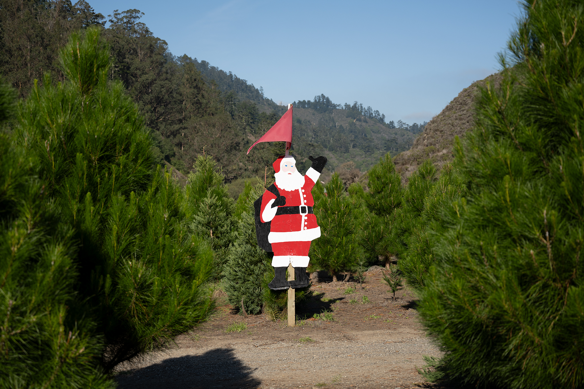 The tough new reality for California Christmas tree farms