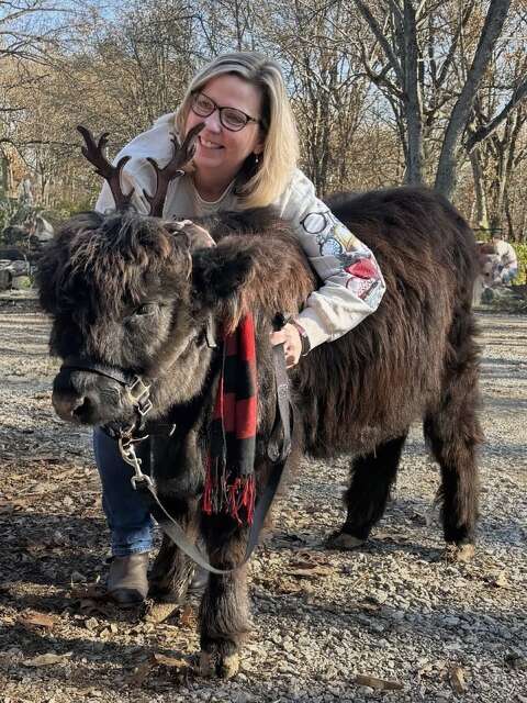 Highland cow hugs delight visitors at Alton Christmas tree farm