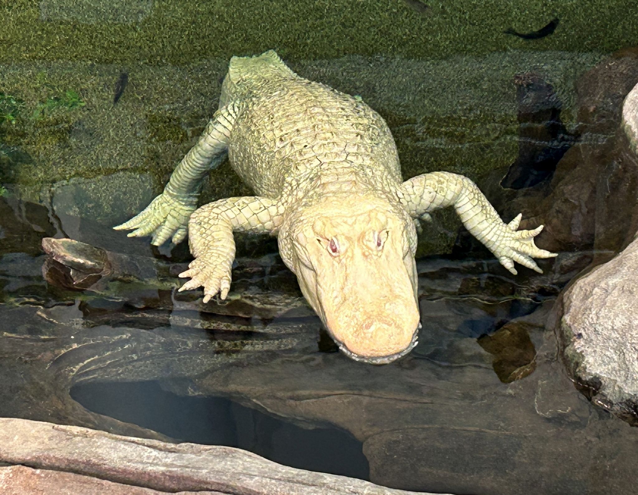 SF: Claude The Albino Alligator, Beloved Resident Of California Academy ...