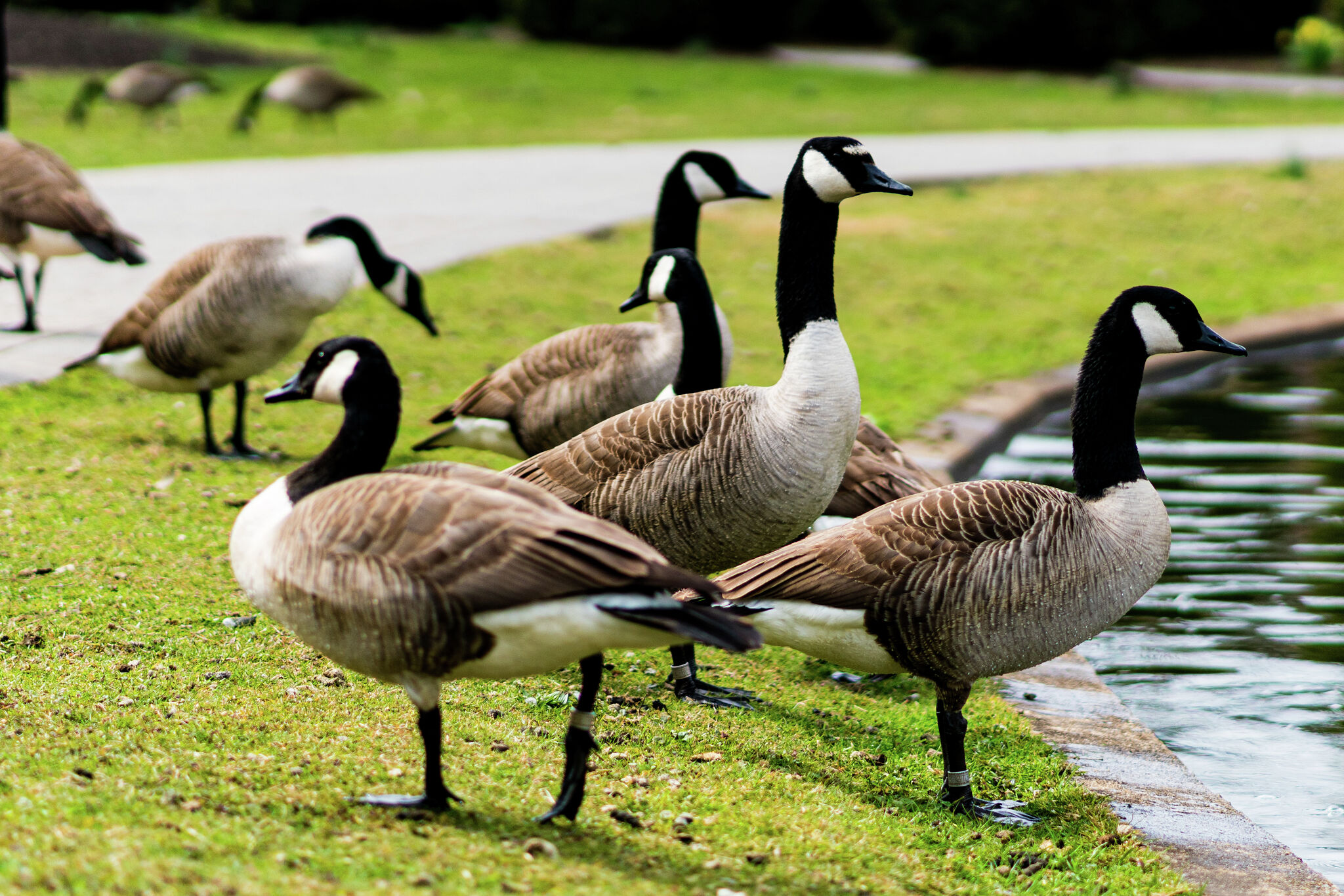 Geese chase down Texas woman, put her in hospital