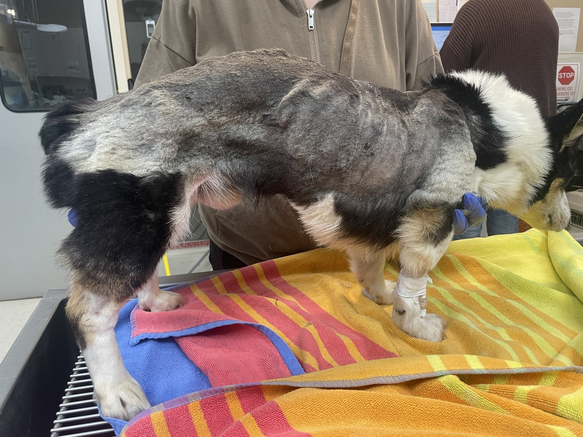 Seymour pair severely neglected dogs, leaving 1 to die, police say