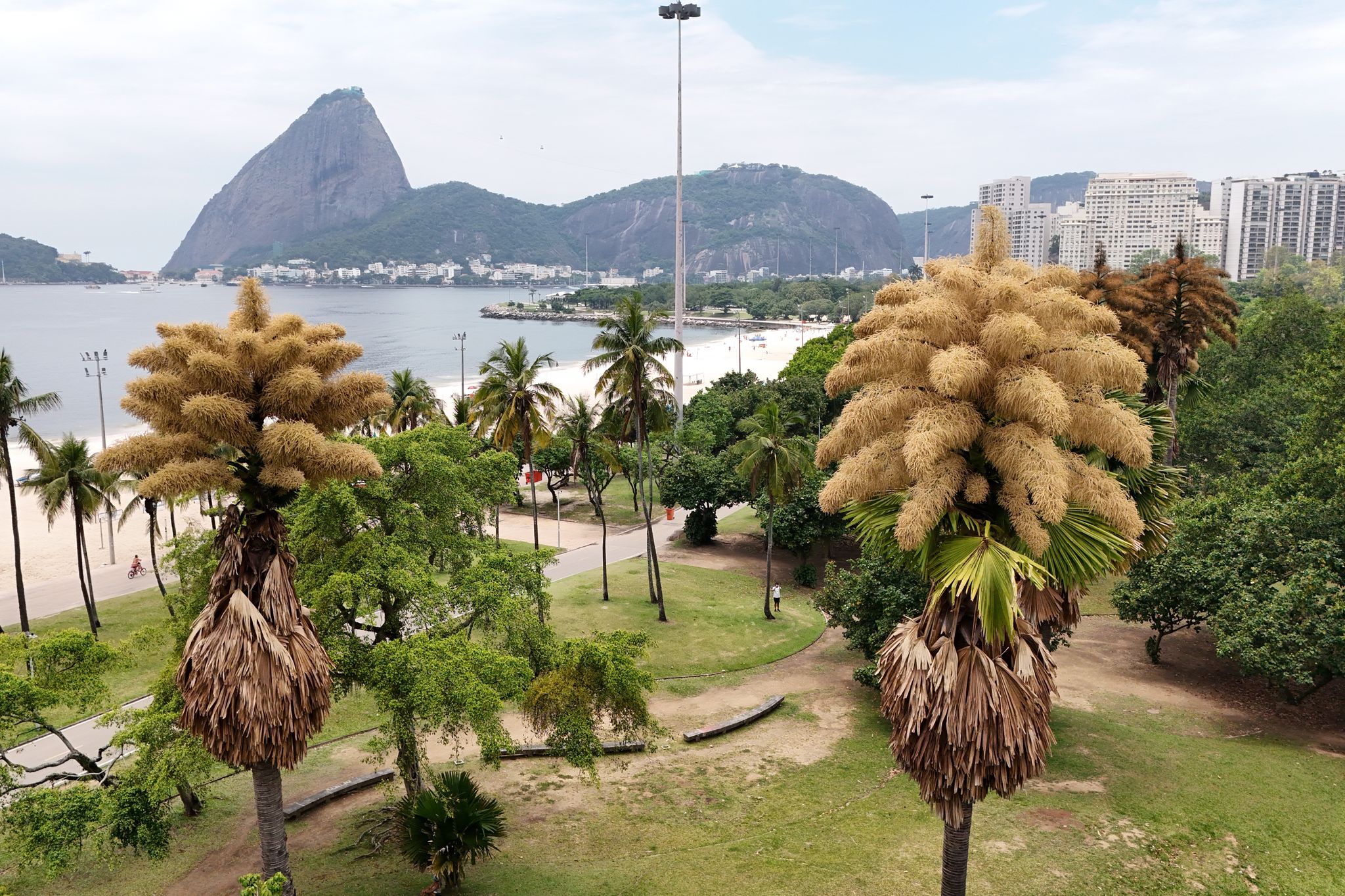Decades-old palm trees in Rio de Janeiro flower for the first — and ...