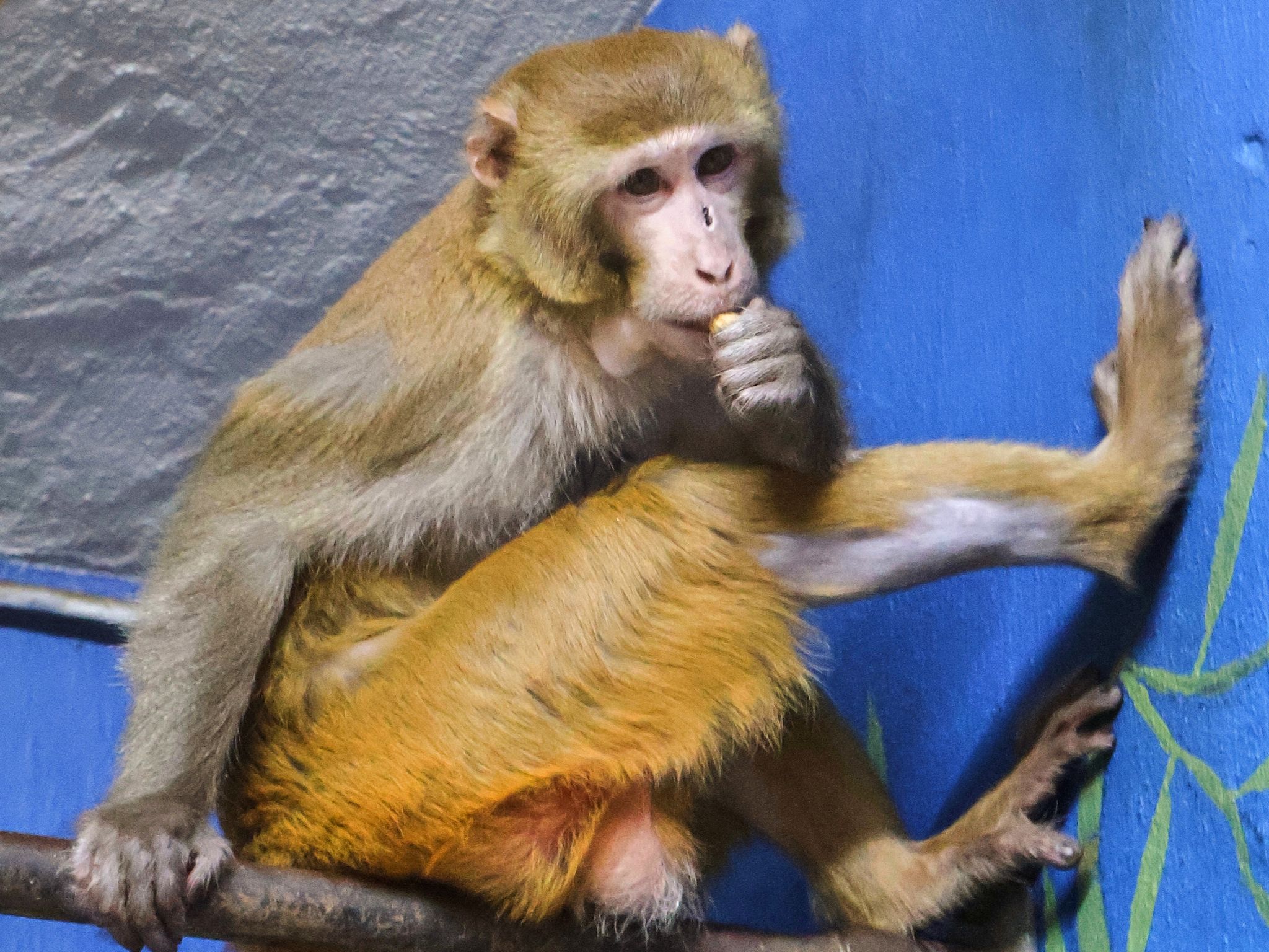 Monkey who escaped Mississippi highway crash has new permanent home at ...