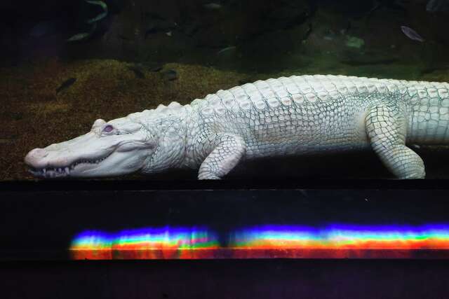 Claude the albino alligator’s cause of death revealed