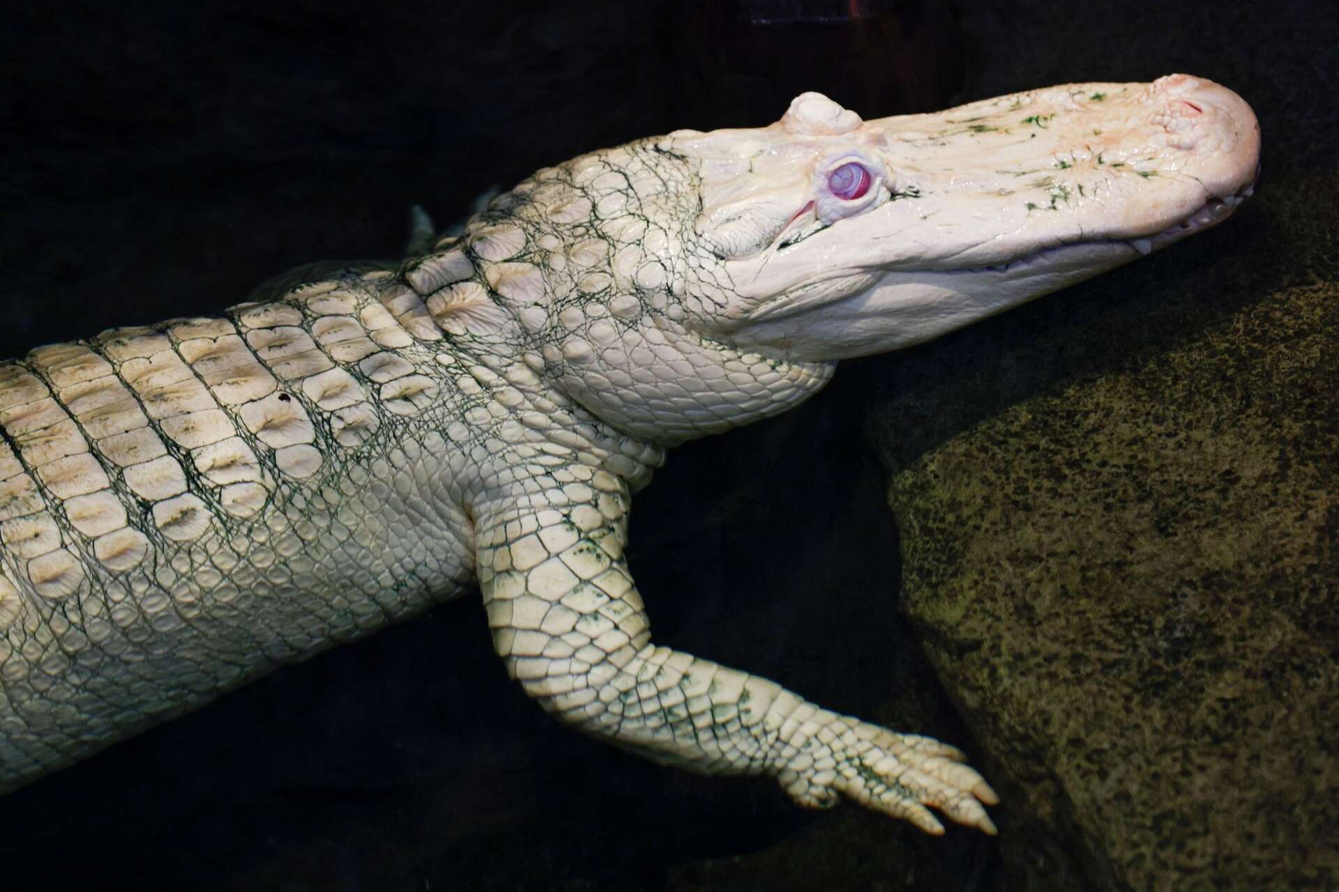 Claude the albino alligator’s cause of death revealed