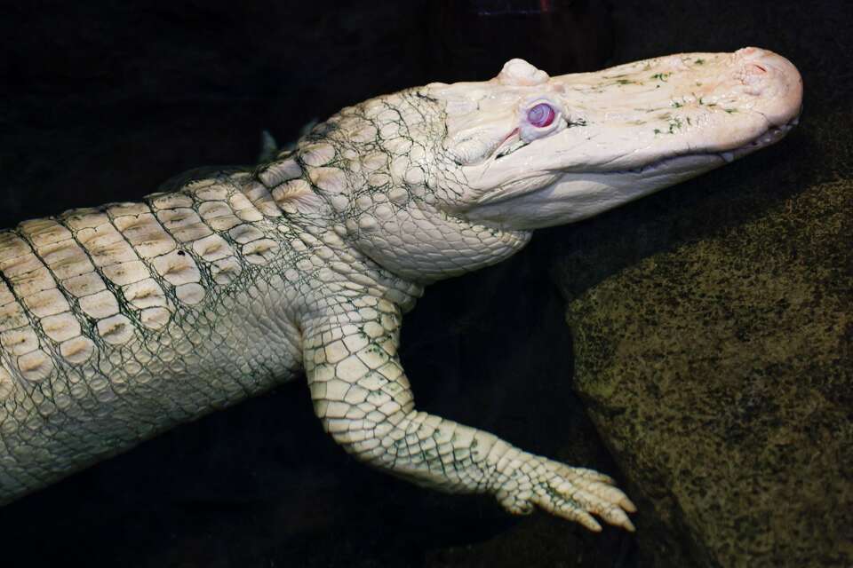 Claude the albino alligator’s cause of death revealed