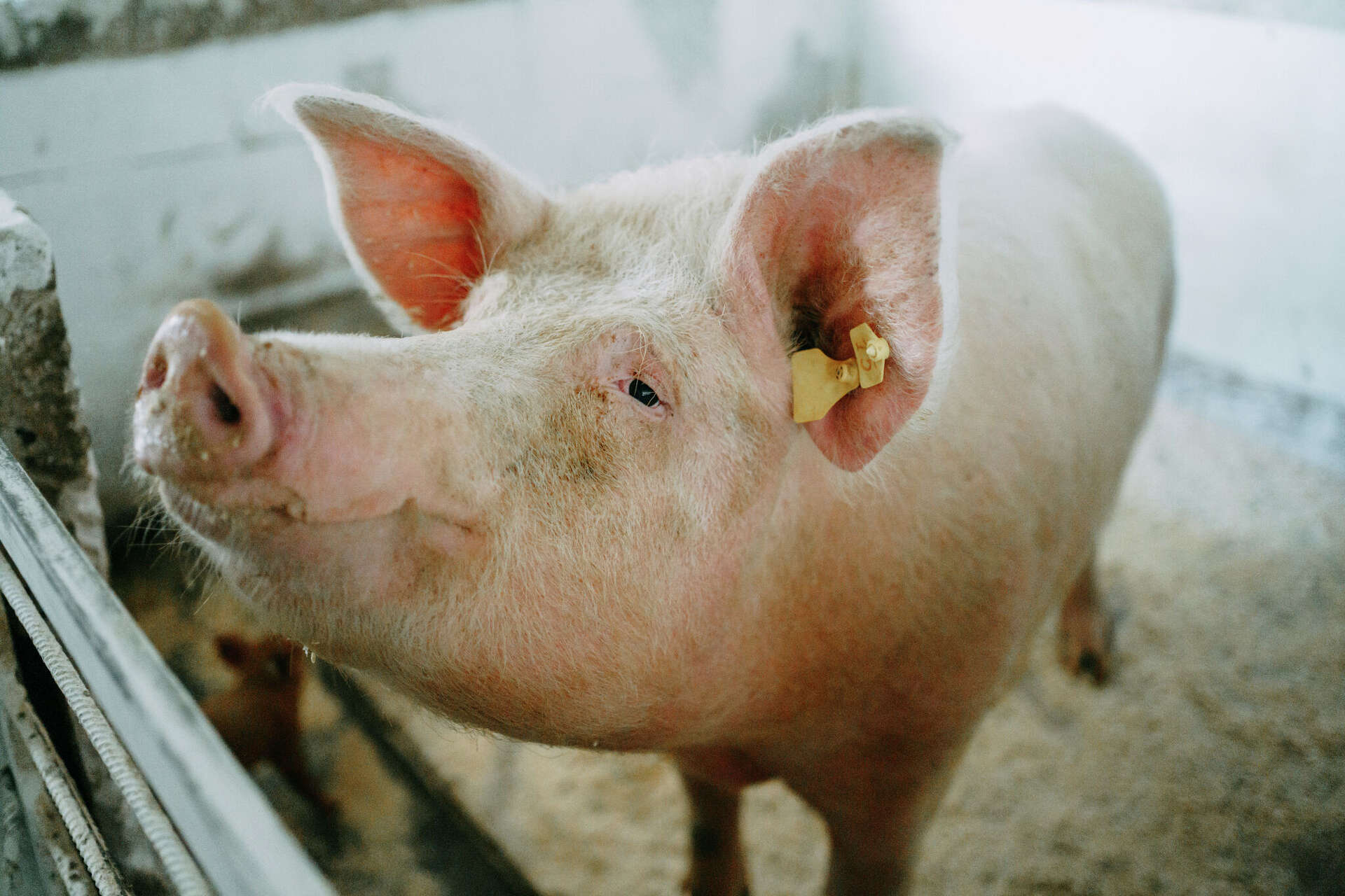 West-central Illinois pig farms report typical 2025