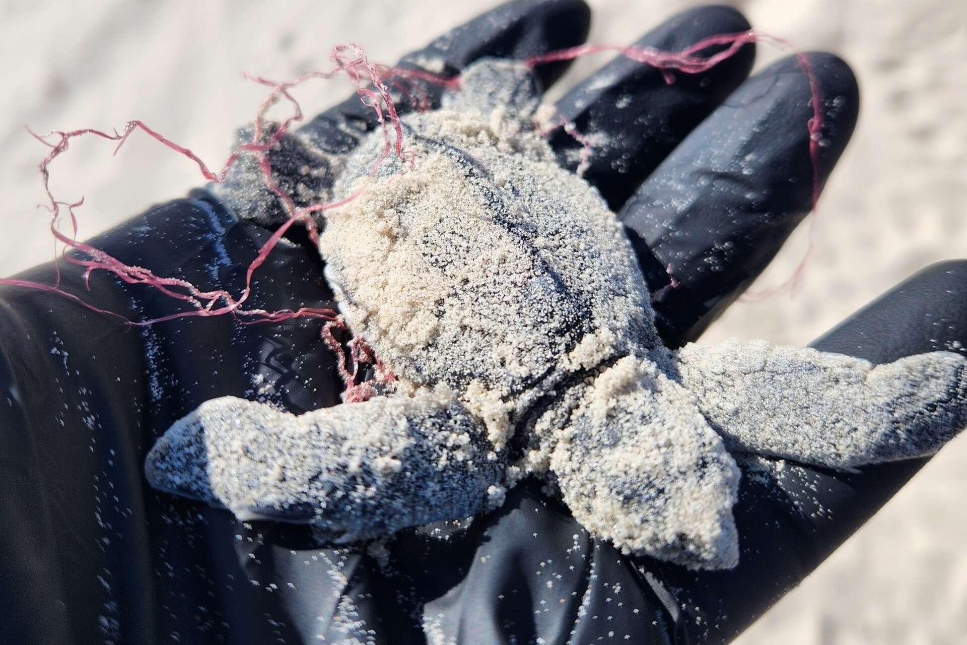 Texas beachgoers see rare late-season turtle emergence