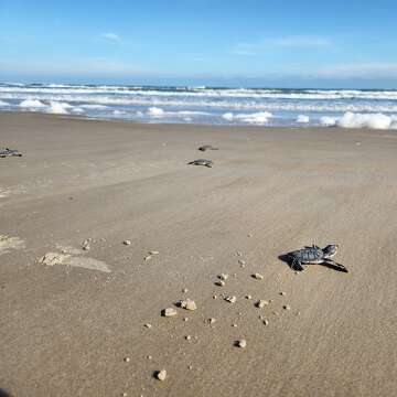 Texas beachgoers see rare late-season turtle emergence