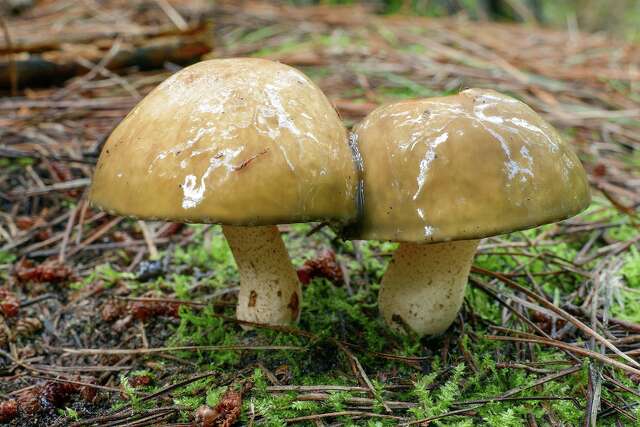 Regional: Wild Mushrooms Linked To Outbreak Of Deadly Poisoning