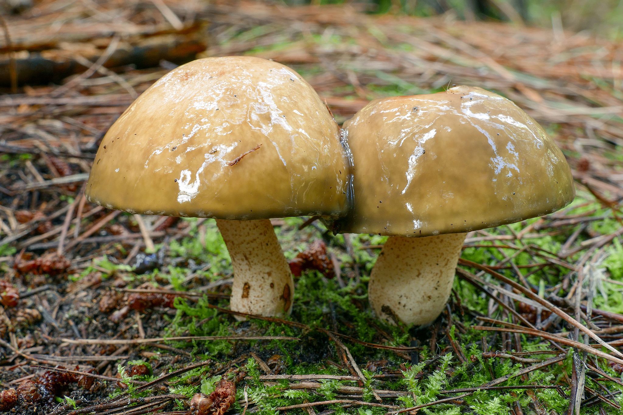 Regional: Wild Mushrooms Linked To Outbreak Of Deadly Poisoning