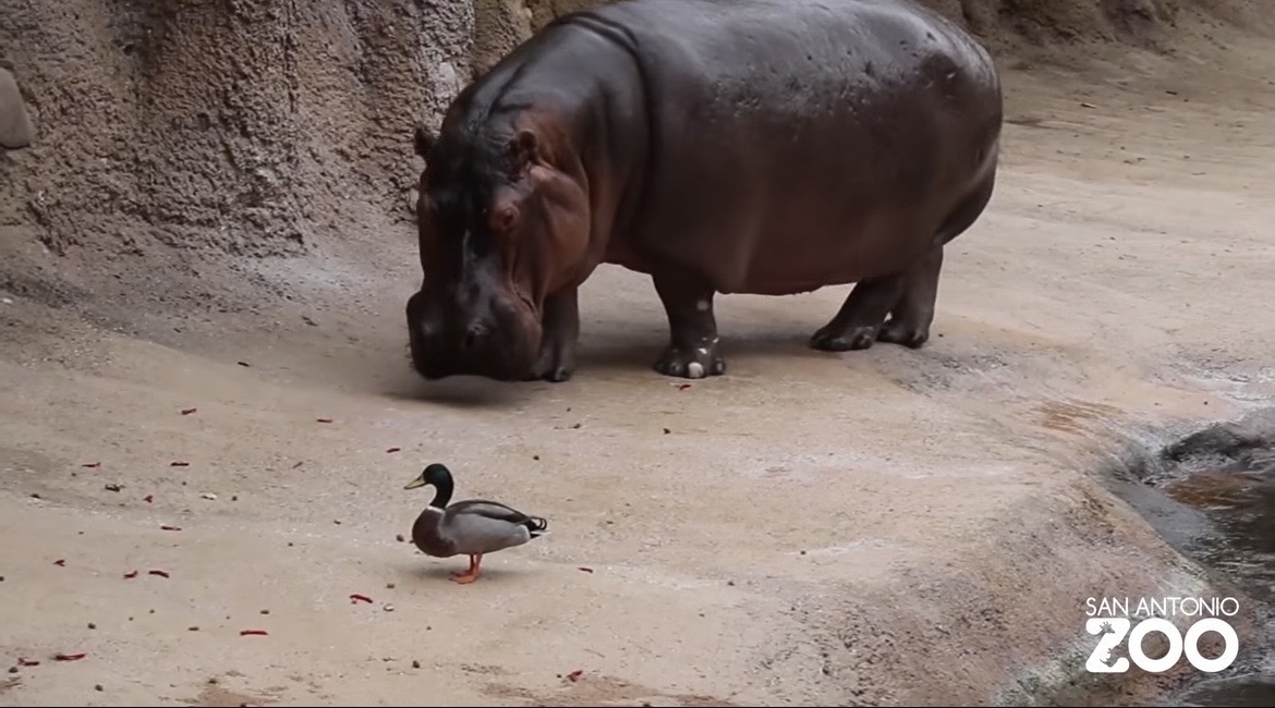 Kevin, San Antonio Zoo duck who lived in hippo habitat, dies