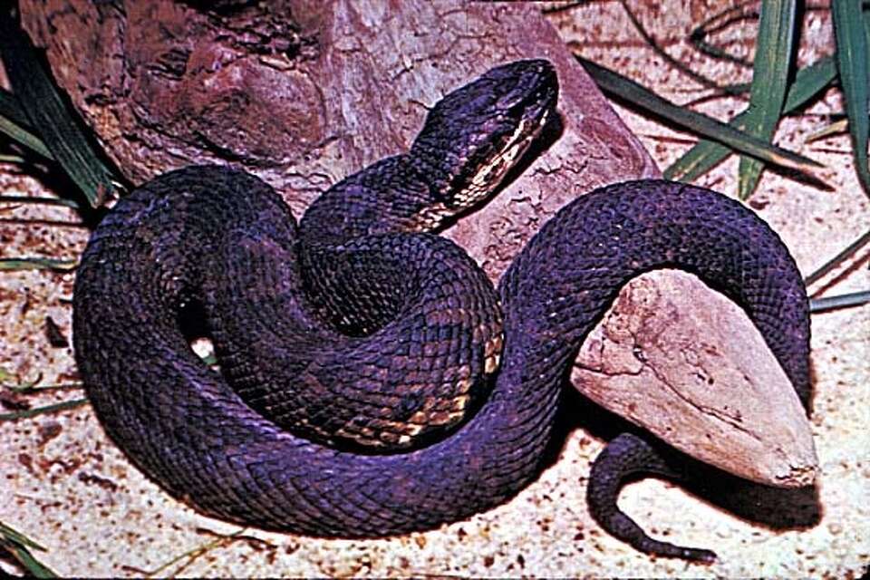 Central Texas has 2 of the most 'snake-infested' rivers in the state
