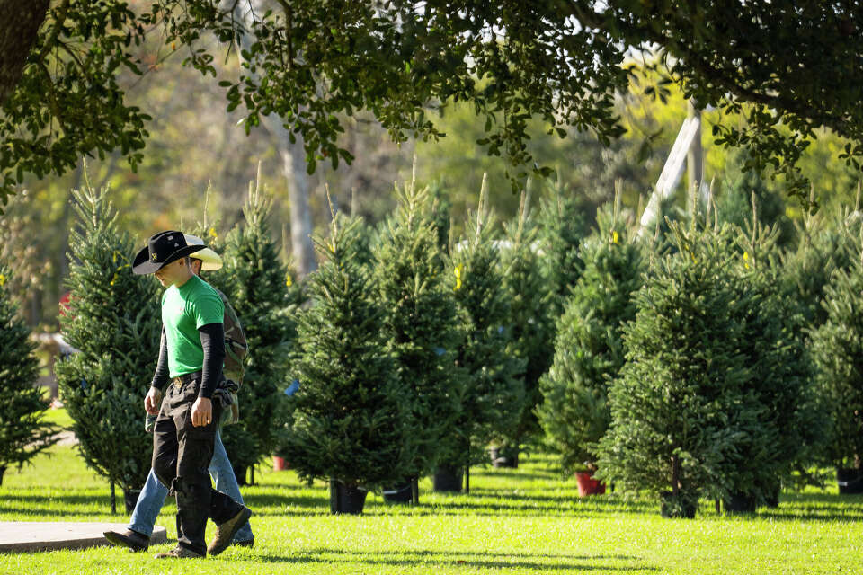 Choose the best living Christmas trees to plant later