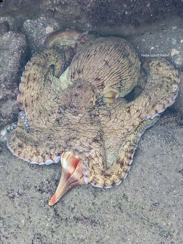 Rare octopus sighting along Texas coast caught on camera