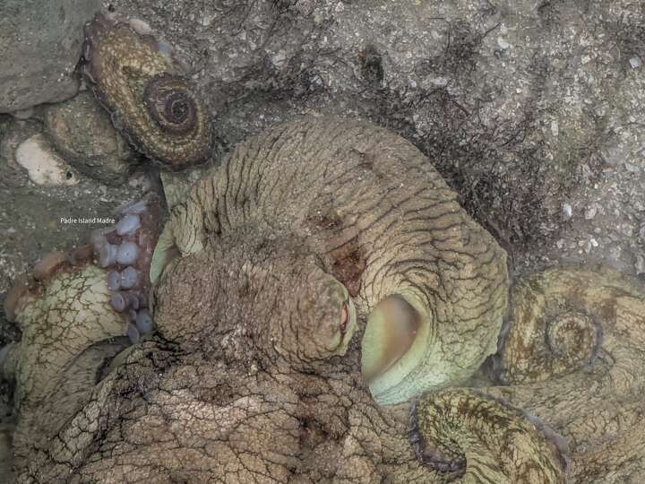 Rare octopus sighting along Texas coast caught on camera