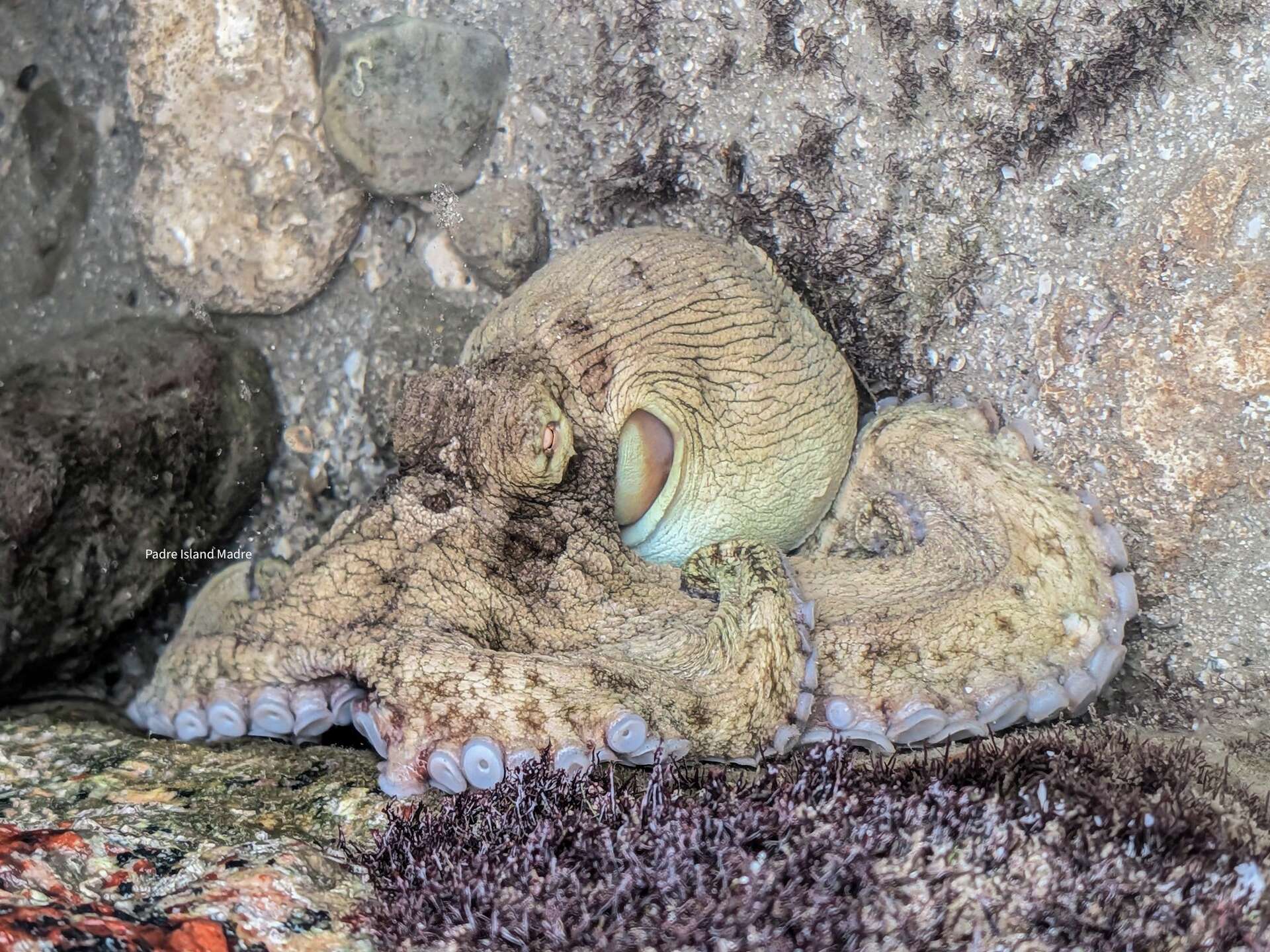 Rare octopus sighting along Texas coast caught on camera
