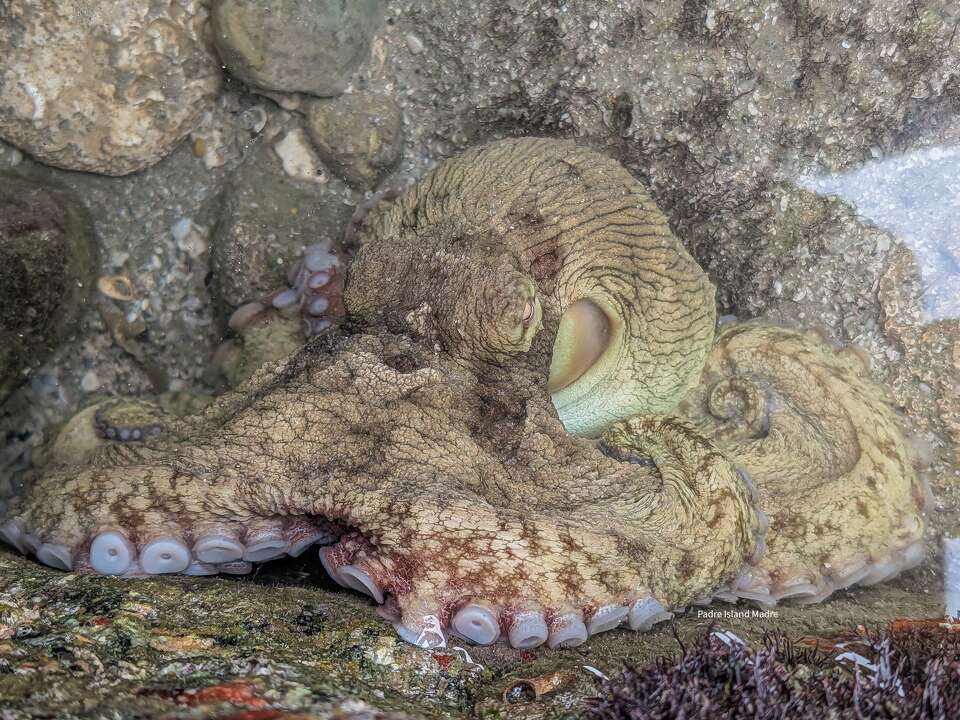 Rare octopus sighting along Texas coast caught on camera