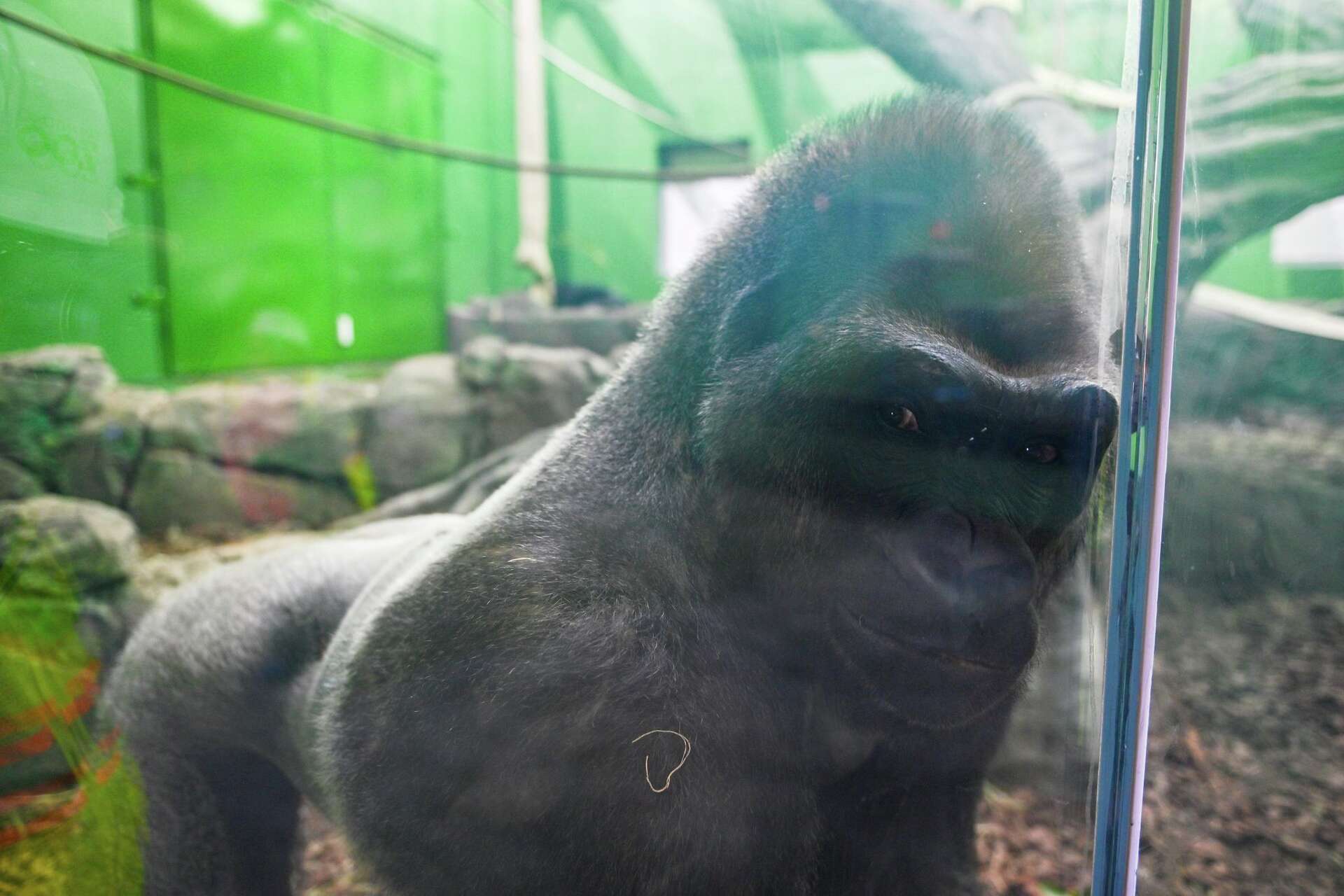Gorillas at San Antonio Zoo's Congo Falls seen banging on glass