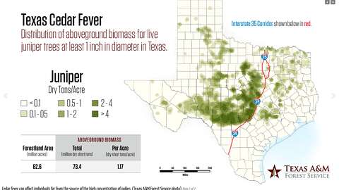 Mountain cedar back in South Texas: Here's when allergies peak.